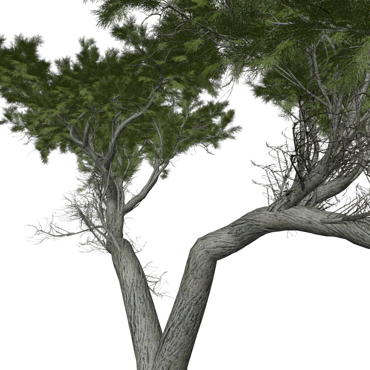 Monterey Cypress Tree #06 - 3D Model by AntonioKowatsch