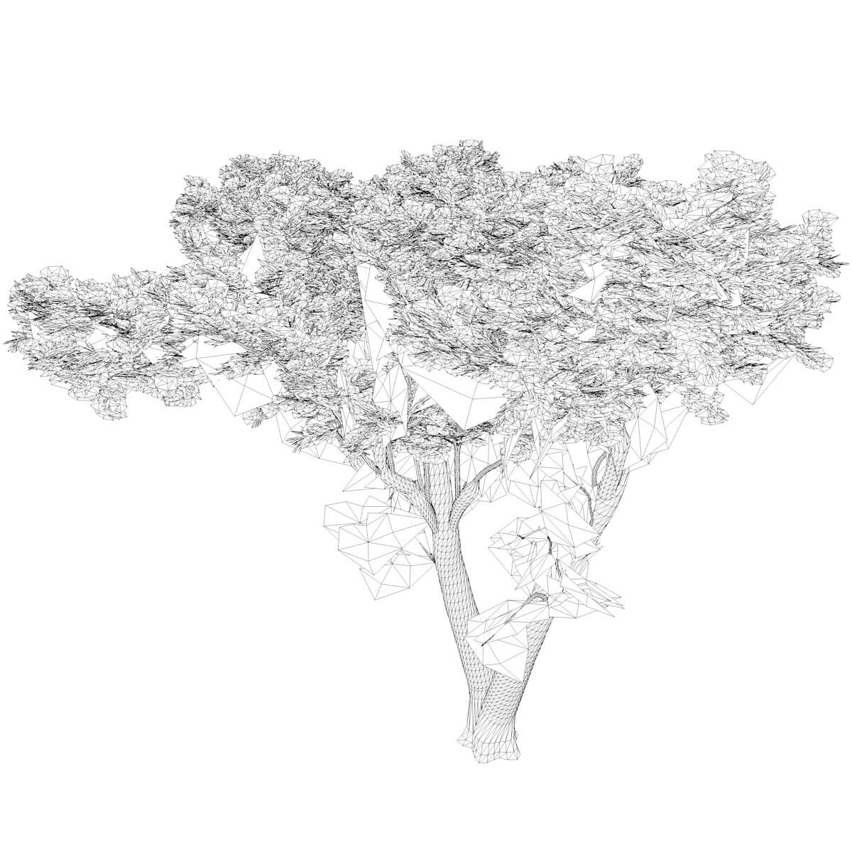 Monterey Cypress Tree Collection by AntonioKowatsch