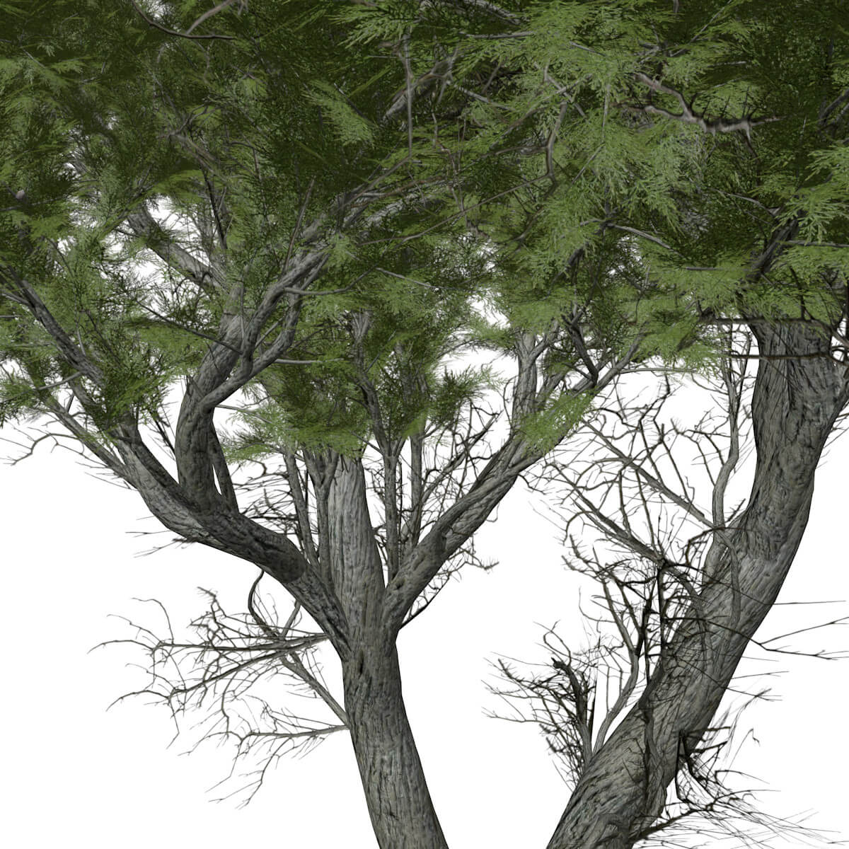 Monterey Cypress Tree Collection by AntonioKowatsch