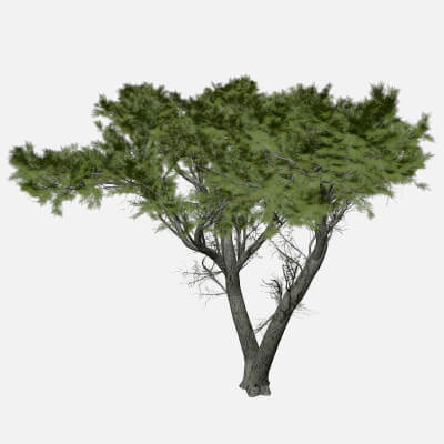 Monterey Cypress Tree #07 - 3D Model by AntonioKowatsch