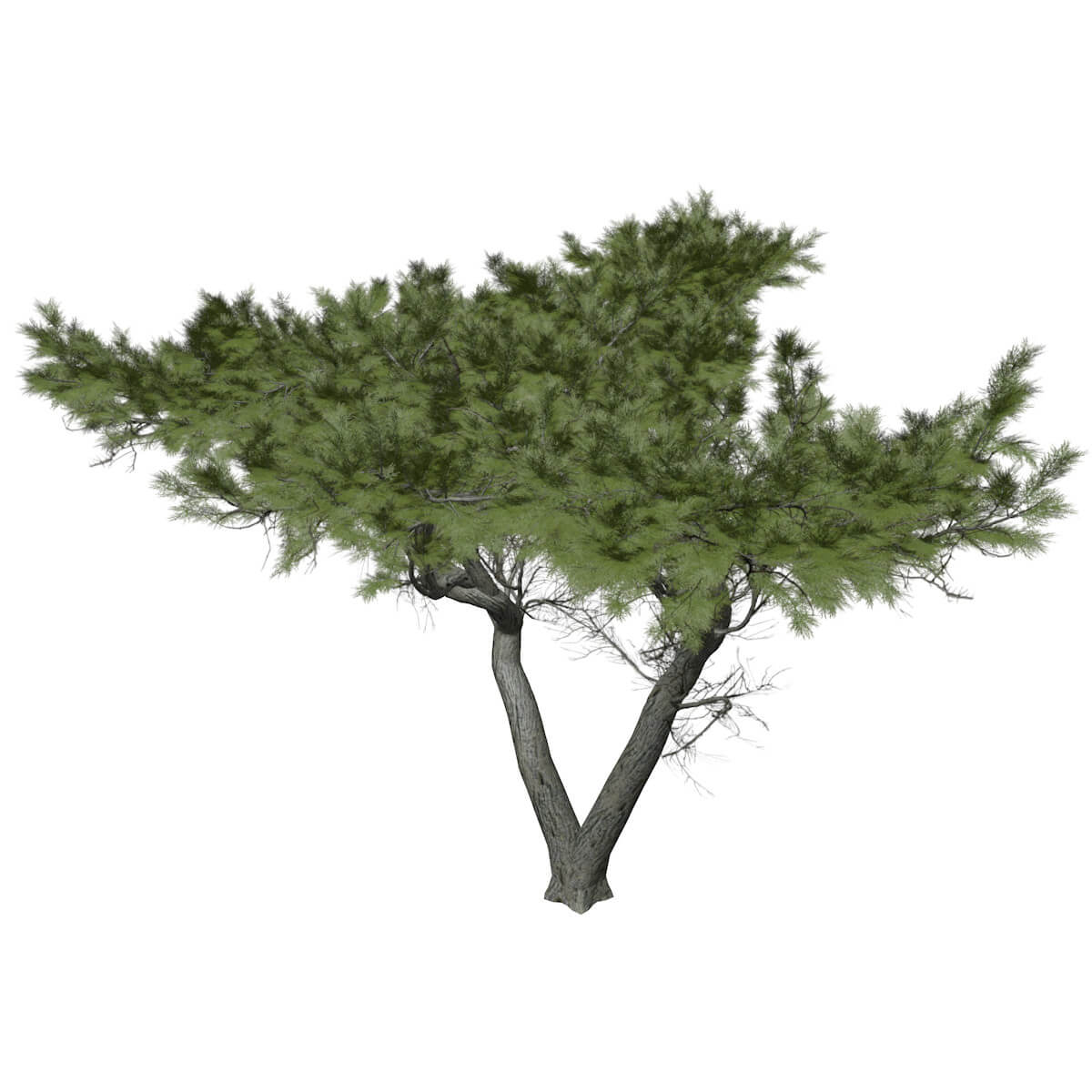 Monterey Cypress Tree Collection by AntonioKowatsch