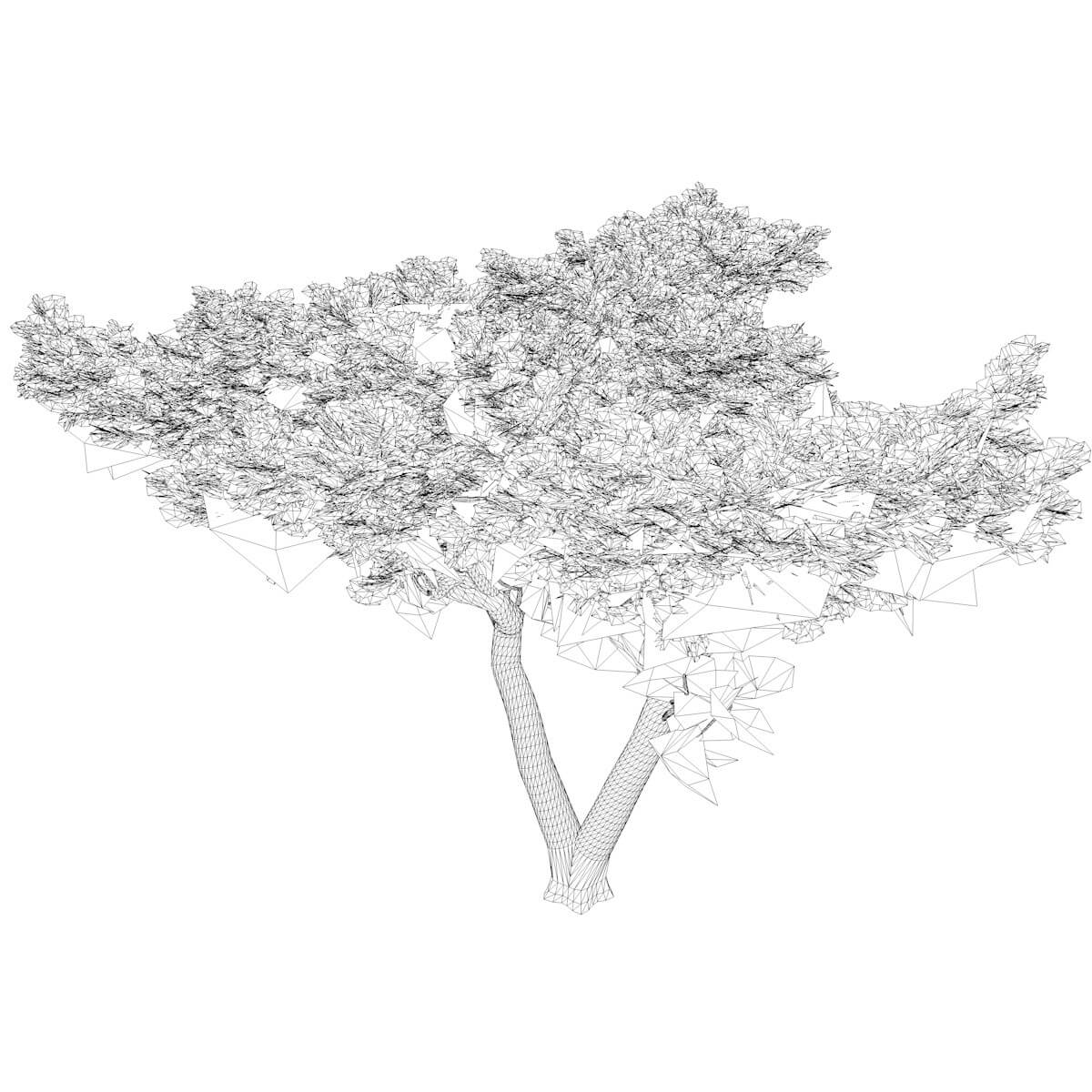 Monterey Cypress Tree #08 - 3D Model by AntonioKowatsch