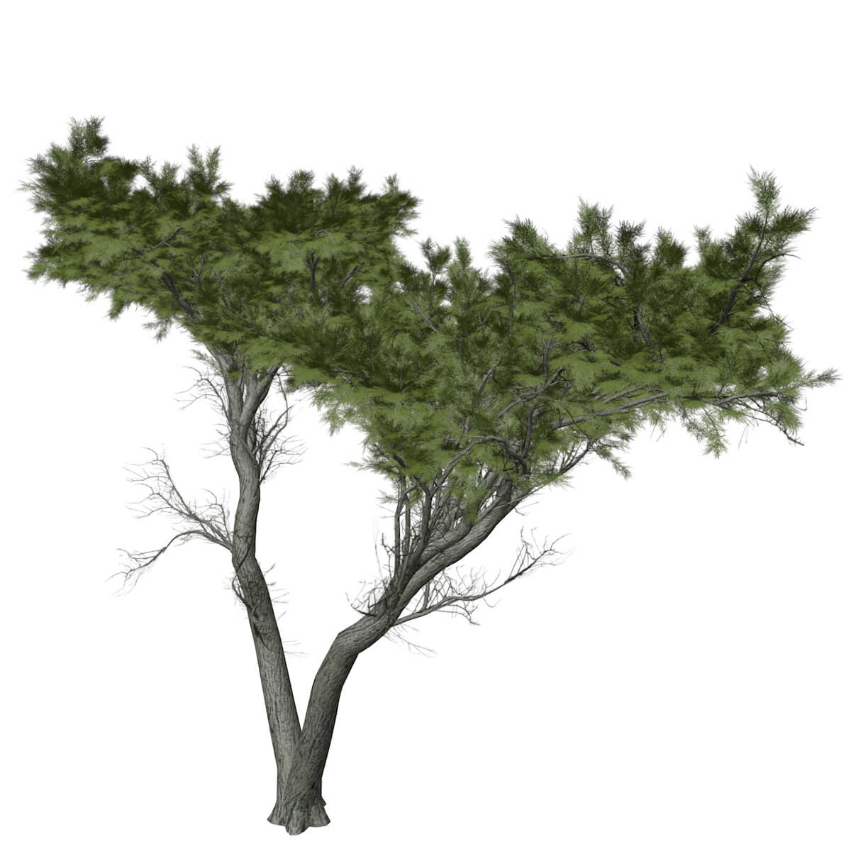 Monterey Cypress Tree #09 - 3D Model by AntonioKowatsch