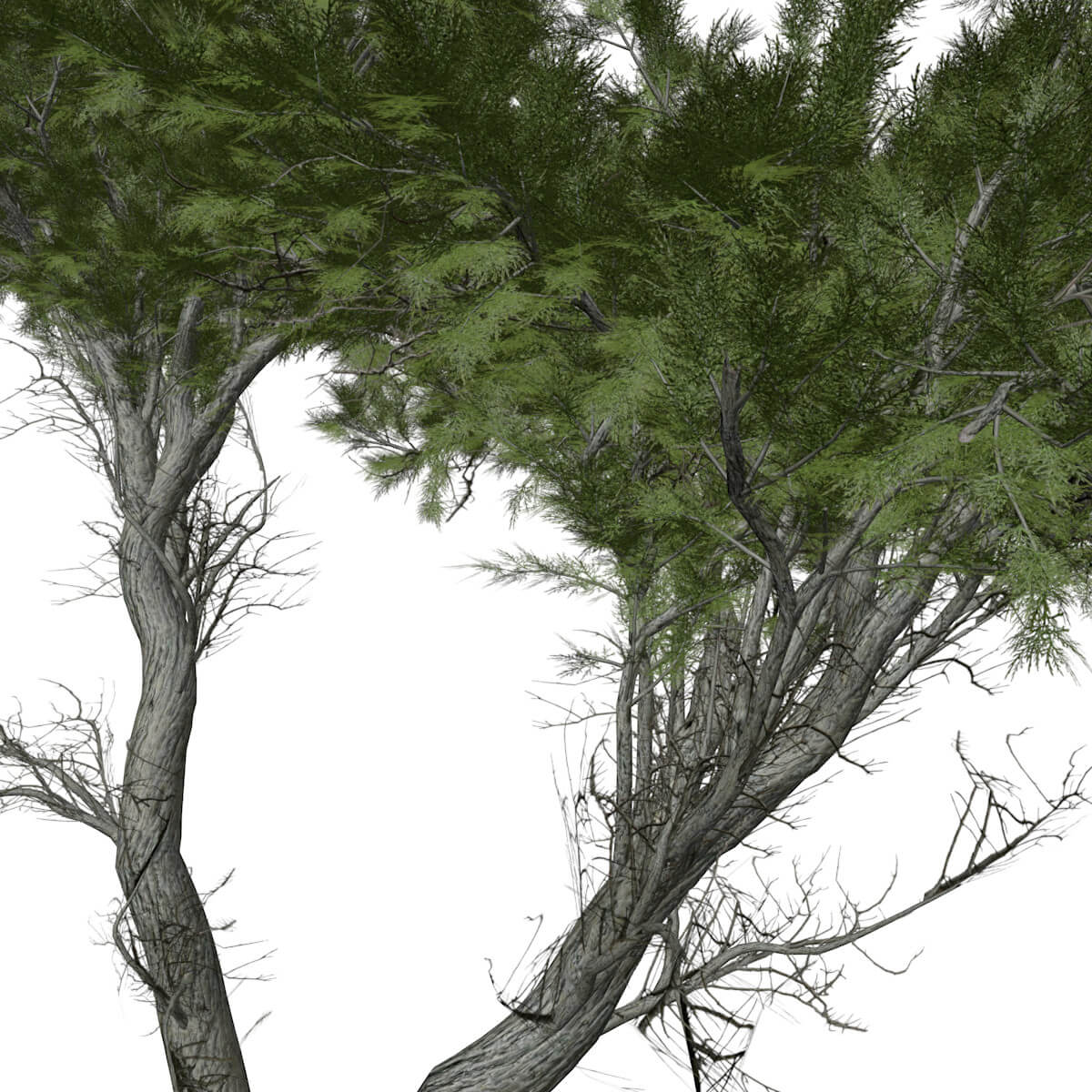 Monterey Cypress Tree #09 - 3D Model by AntonioKowatsch