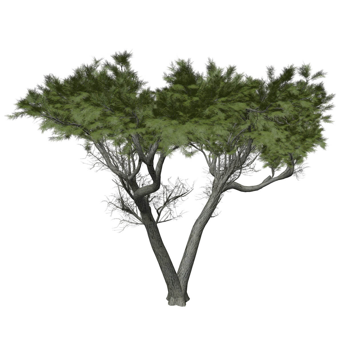 Monterey Cypress Tree Collection by AntonioKowatsch