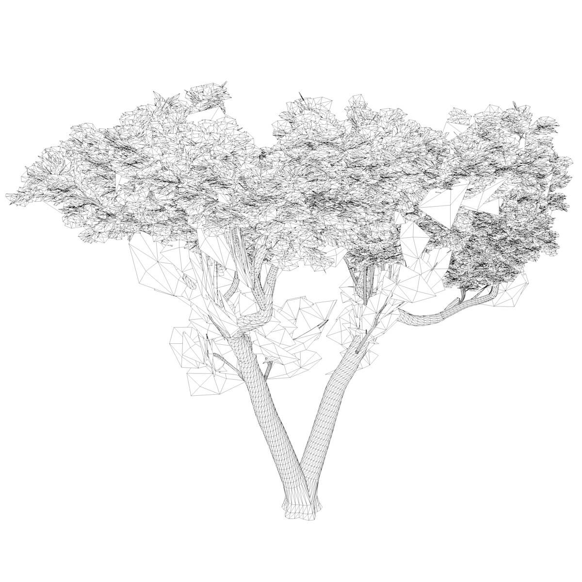 Monterey Cypress Tree #10 - 3D Model by AntonioKowatsch
