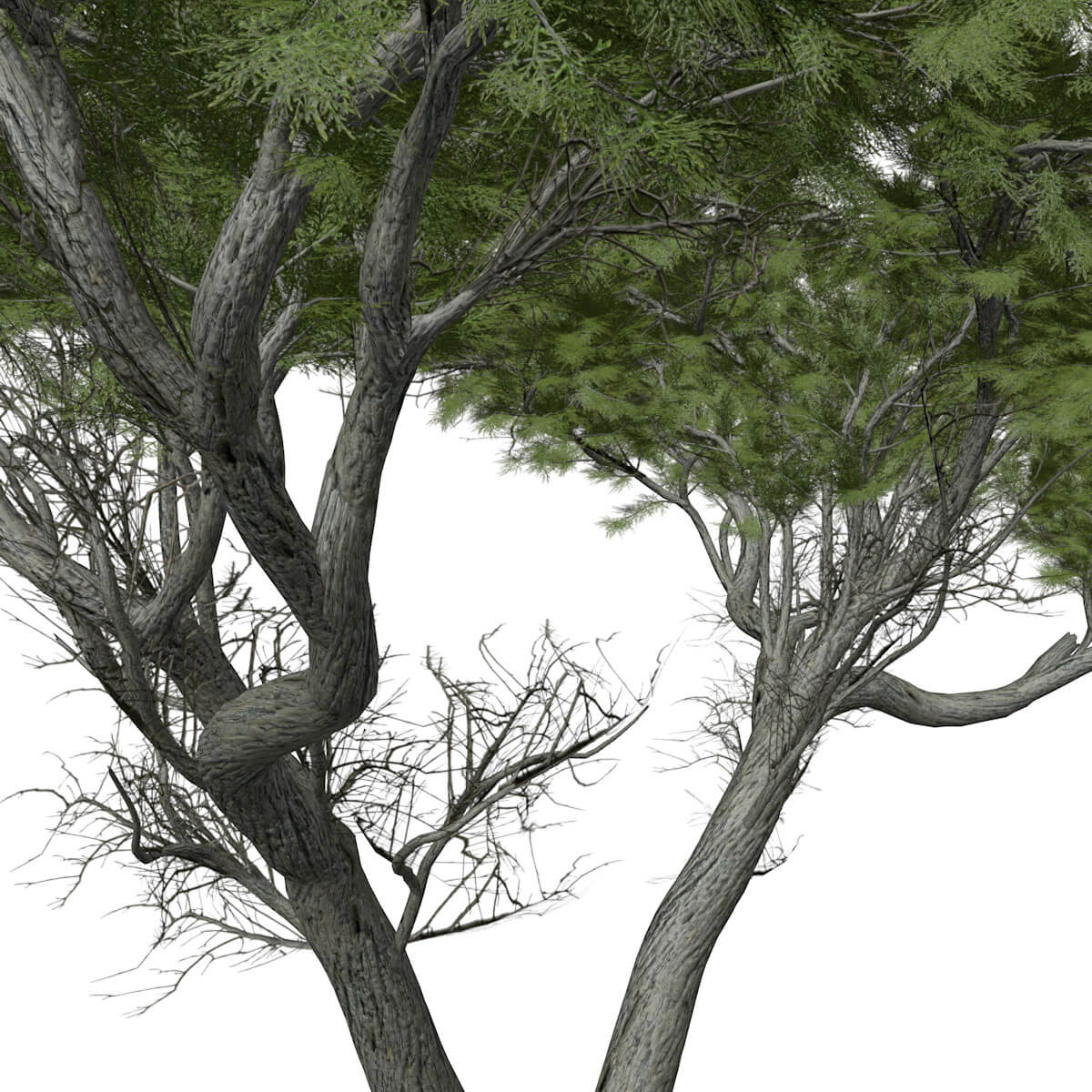 Monterey Cypress Tree Collection by AntonioKowatsch