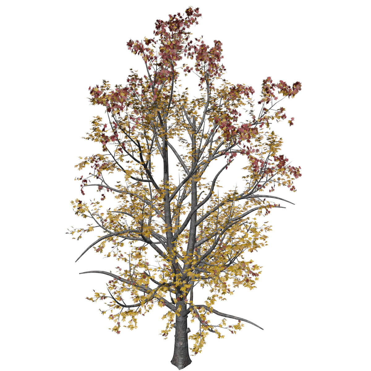 Mountain Maple Tree in The Fall #01 - 3D Model by AntonioKowatsch