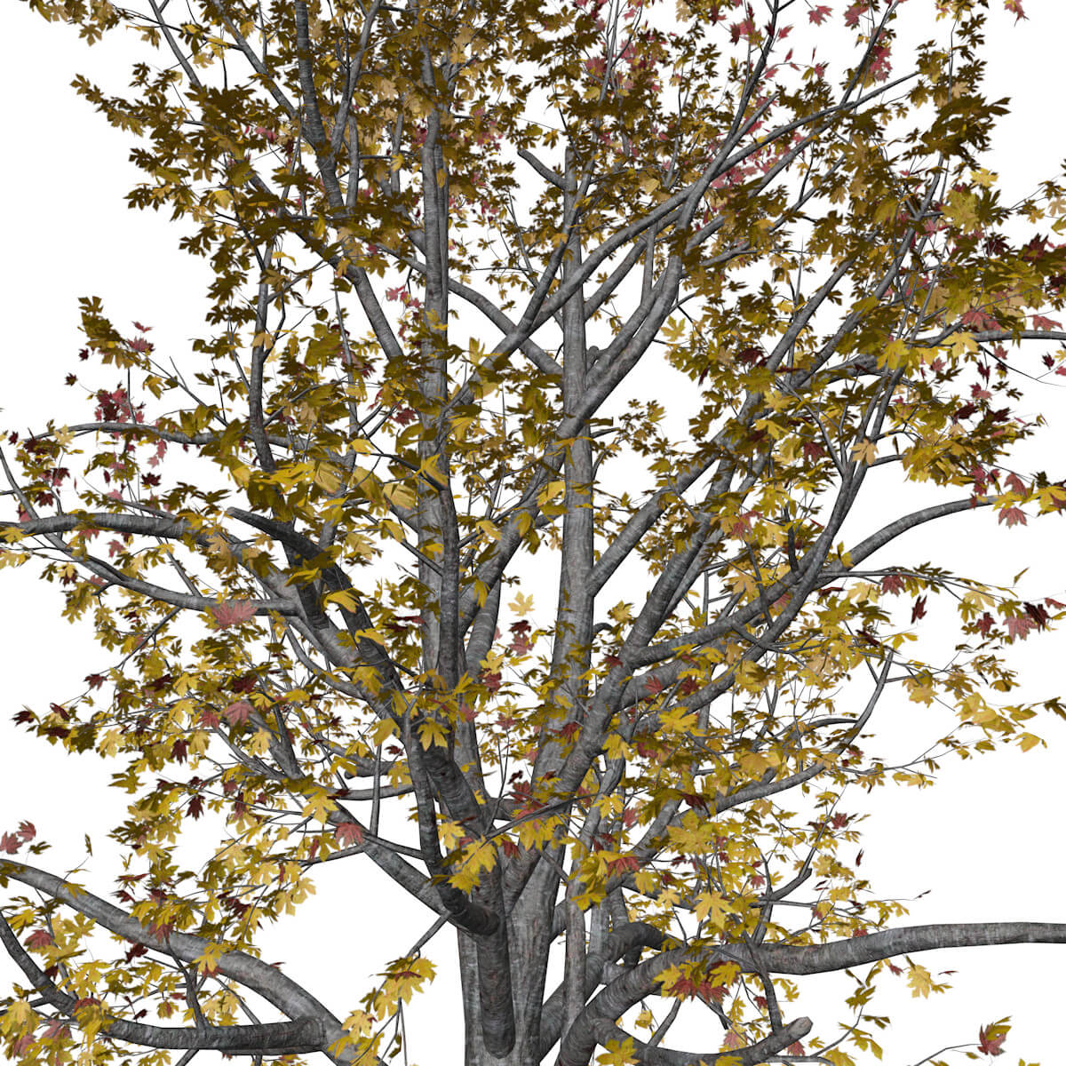 Mountain Maple Tree in The Fall #01 - 3D Model by AntonioKowatsch