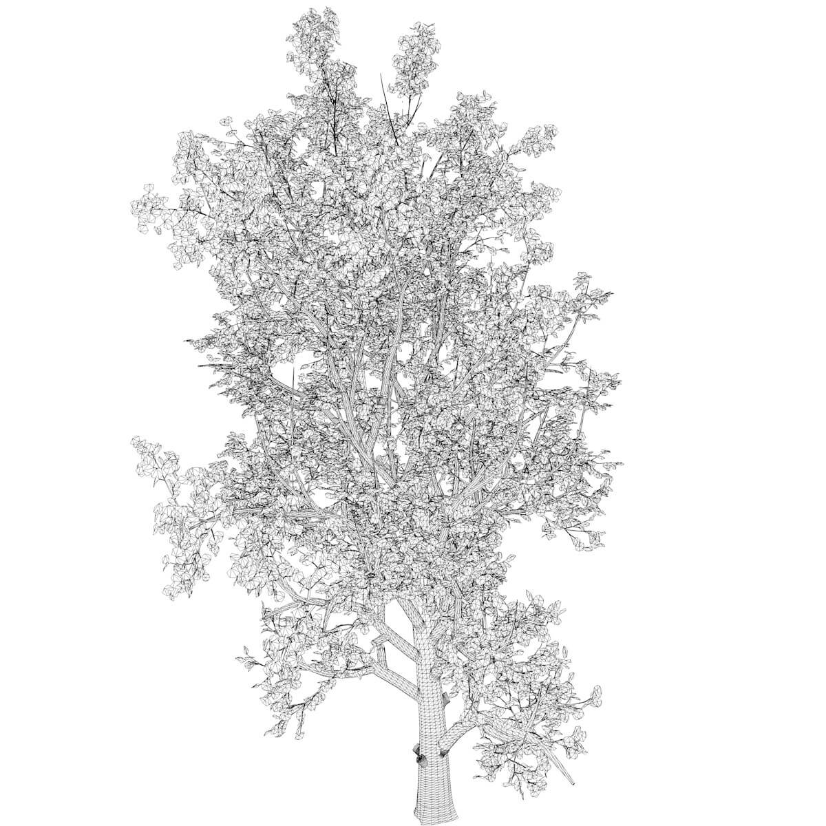 Mountain Maple Tree in The Fall #02 - 3D Model by AntonioKowatsch
