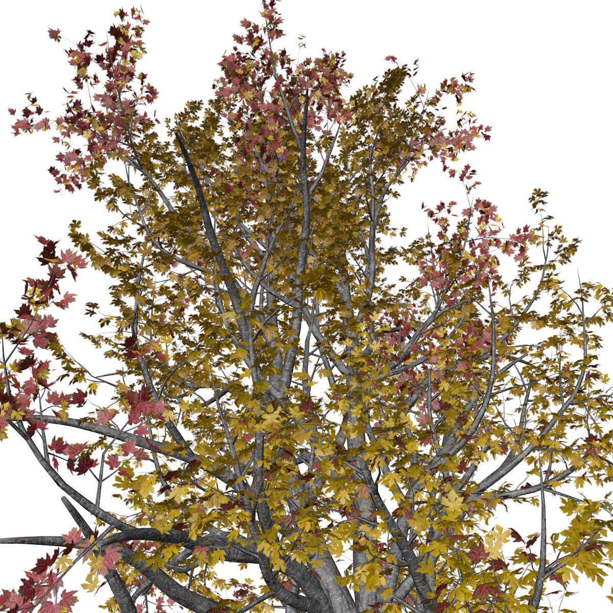 Mountain Maple Tree in The Fall #02 - 3D Model by AntonioKowatsch