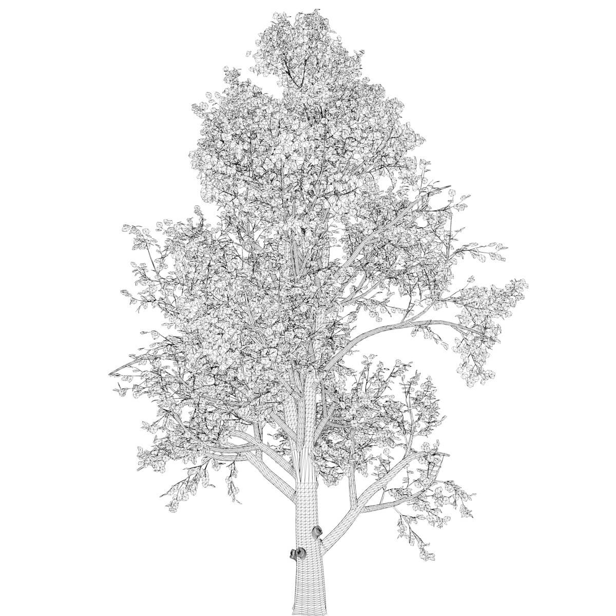 Mountain Maple Tree in The Fall #03 - 3D Model by AntonioKowatsch