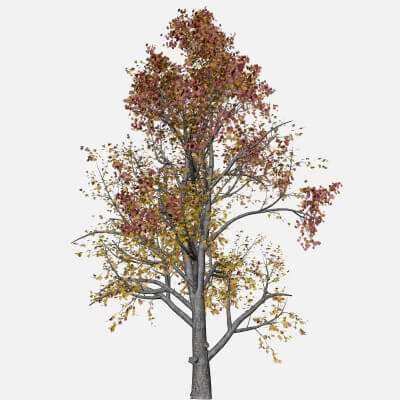 Mountain Maple Tree in The Fall #03 - 3D Model by AntonioKowatsch