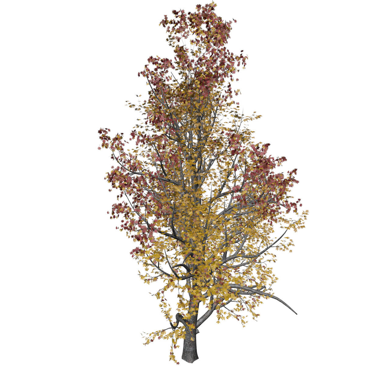 Mountain Maple Tree in the Fall #04 - 3D Model by AntonioKowatsch