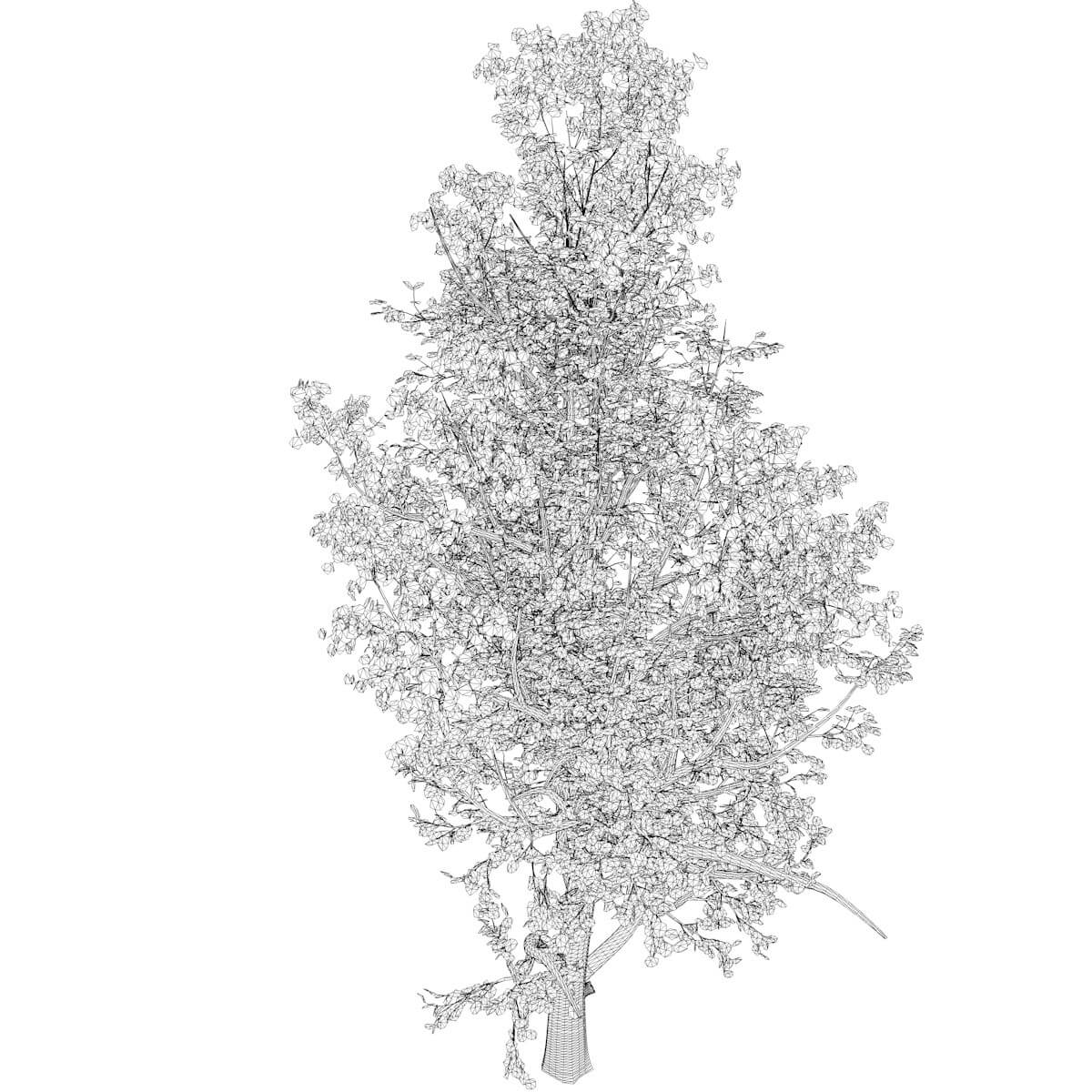 Mountain Maple Trees in The Fall Collection by AntonioKowatsch