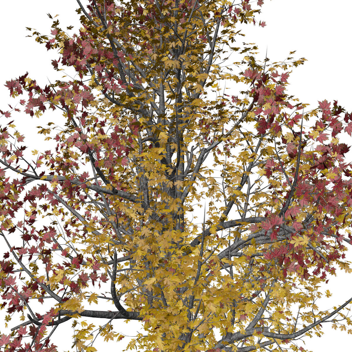Mountain Maple Tree in the Fall #04 - 3D Model by AntonioKowatsch
