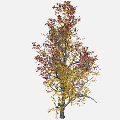 Mountain Maple Tree in The Fall #04 - 3D Model by AntonioKowatsch