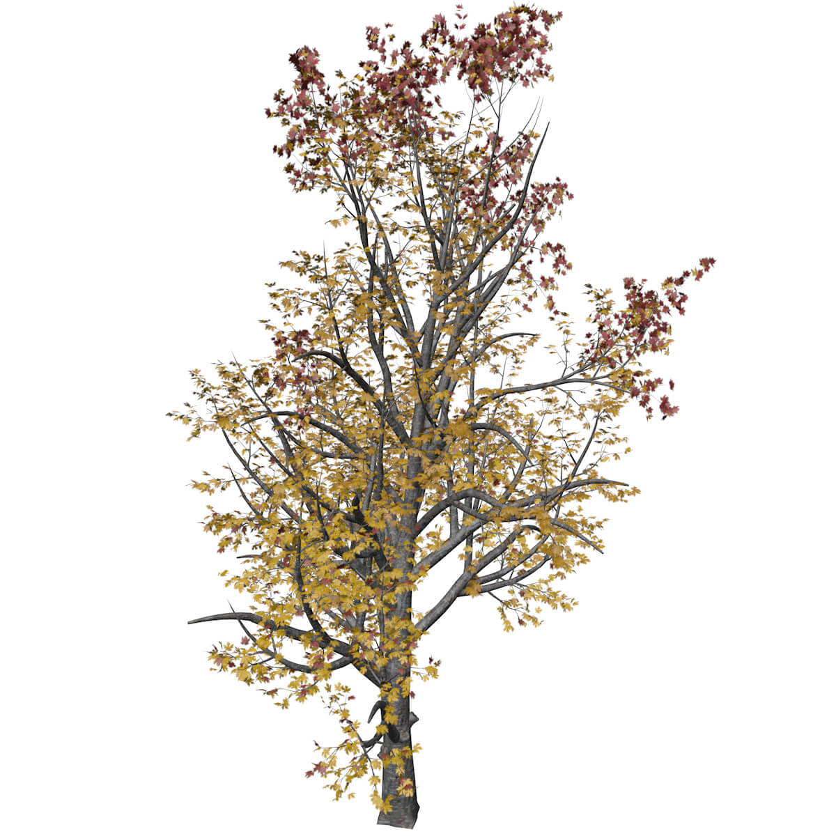 Mountain Maple Tree in The Fall #05 - 3D Model by AntonioKowatsch