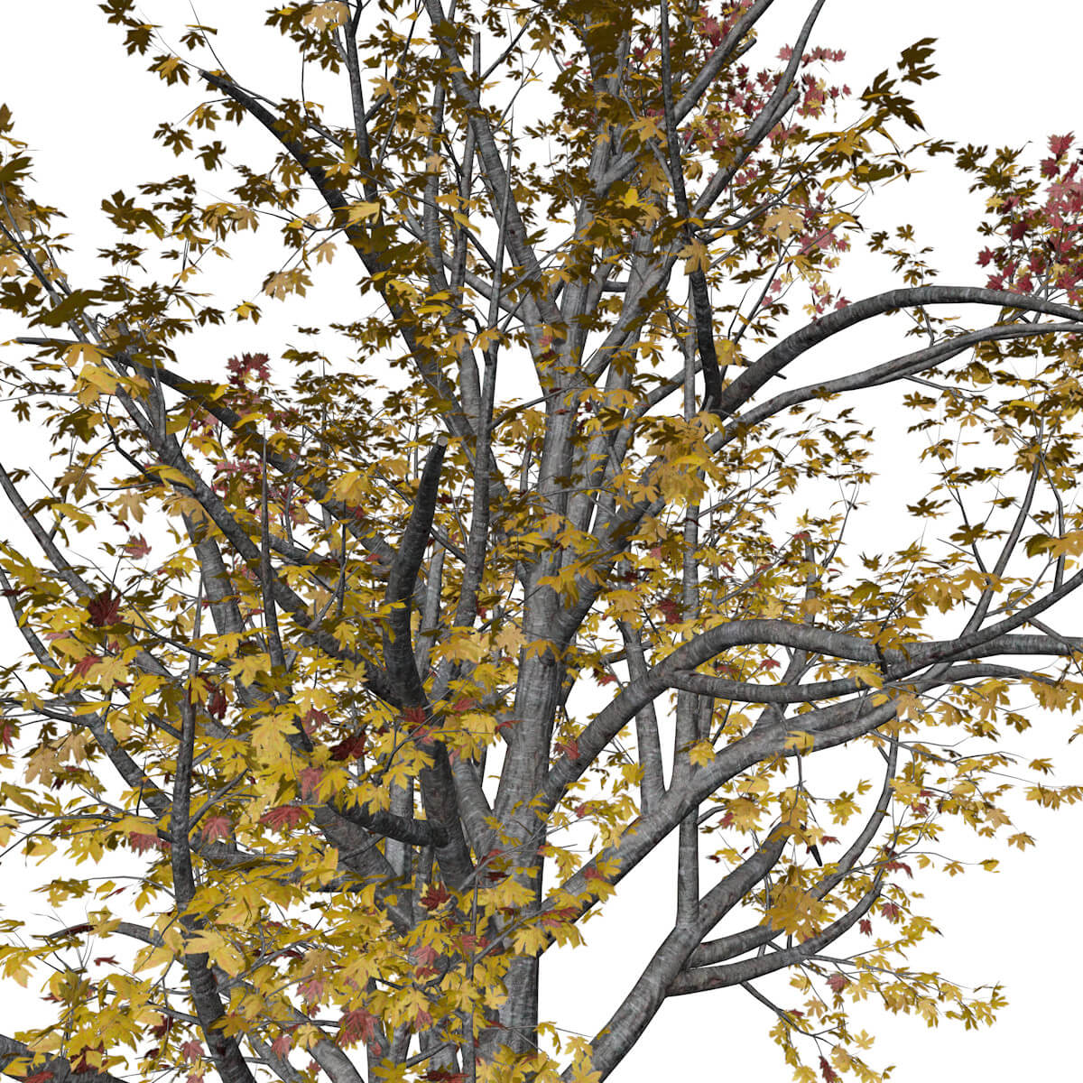 Mountain Maple Tree in The Fall #05 - 3D Model by AntonioKowatsch