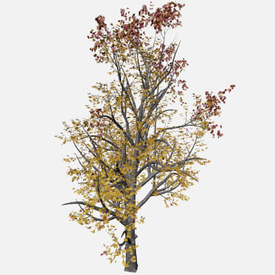 Mountain Maple Tree in The Fall #05 - 3D Model by AntonioKowatsch