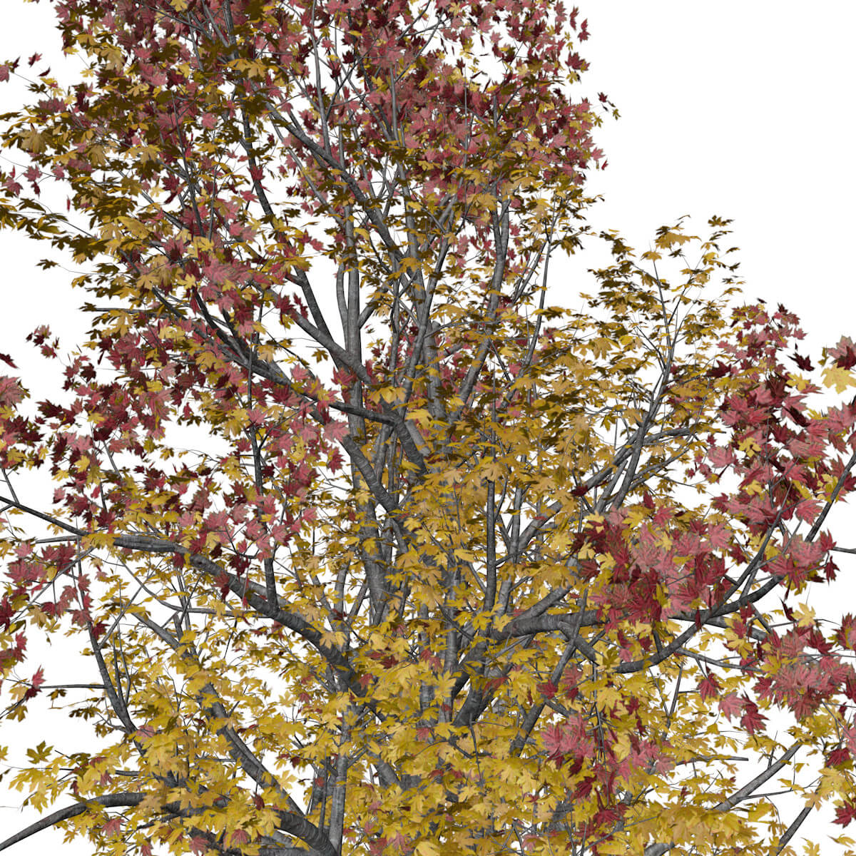 Mountain Maple Tree in The Fall #06 - 3D Model by AntonioKowatsch