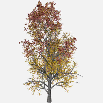 Mountain Maple Tree in The Fall #06 - 3D Model by AntonioKowatsch