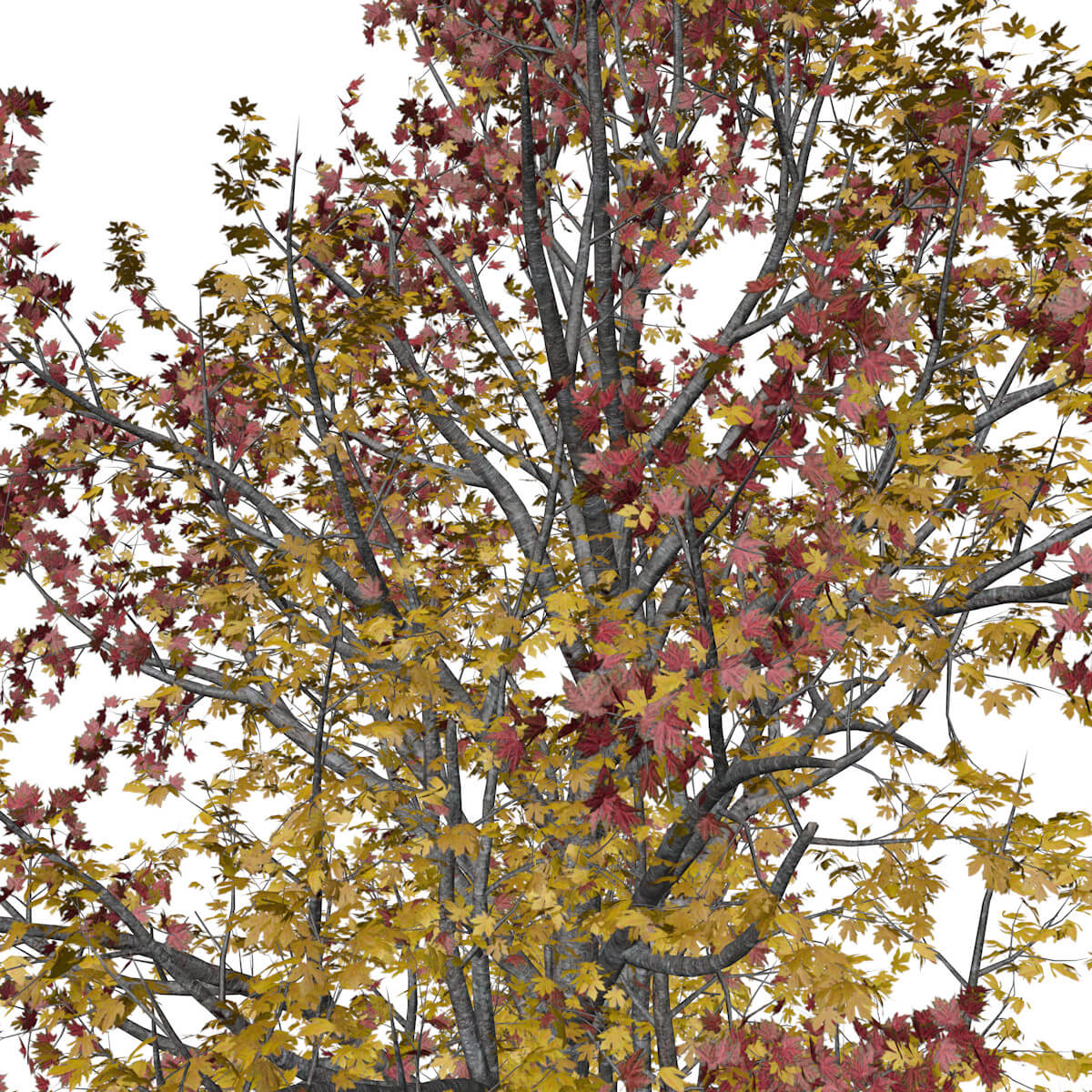 Mountain Maple Tree in The Fall #07 - 3D Model by AntonioKowatsch