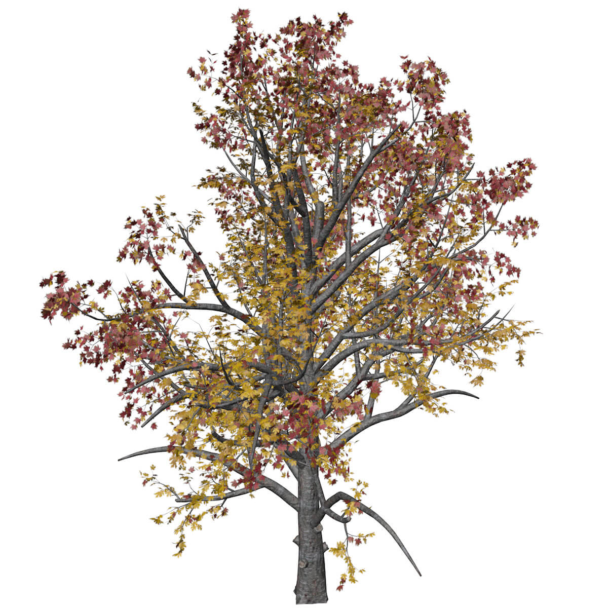 Mountain Maple Tree in the Fall #08 - 3D Model by AntonioKowatsch