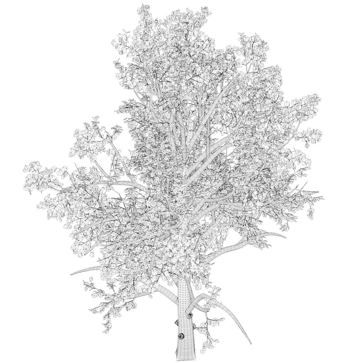Mountain Maple Tree in the Fall #08 - 3D Model by AntonioKowatsch