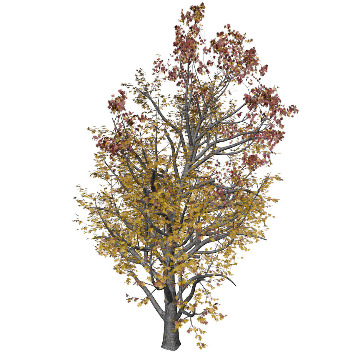 Mountain Maple Trees in The Fall Collection by AntonioKowatsch