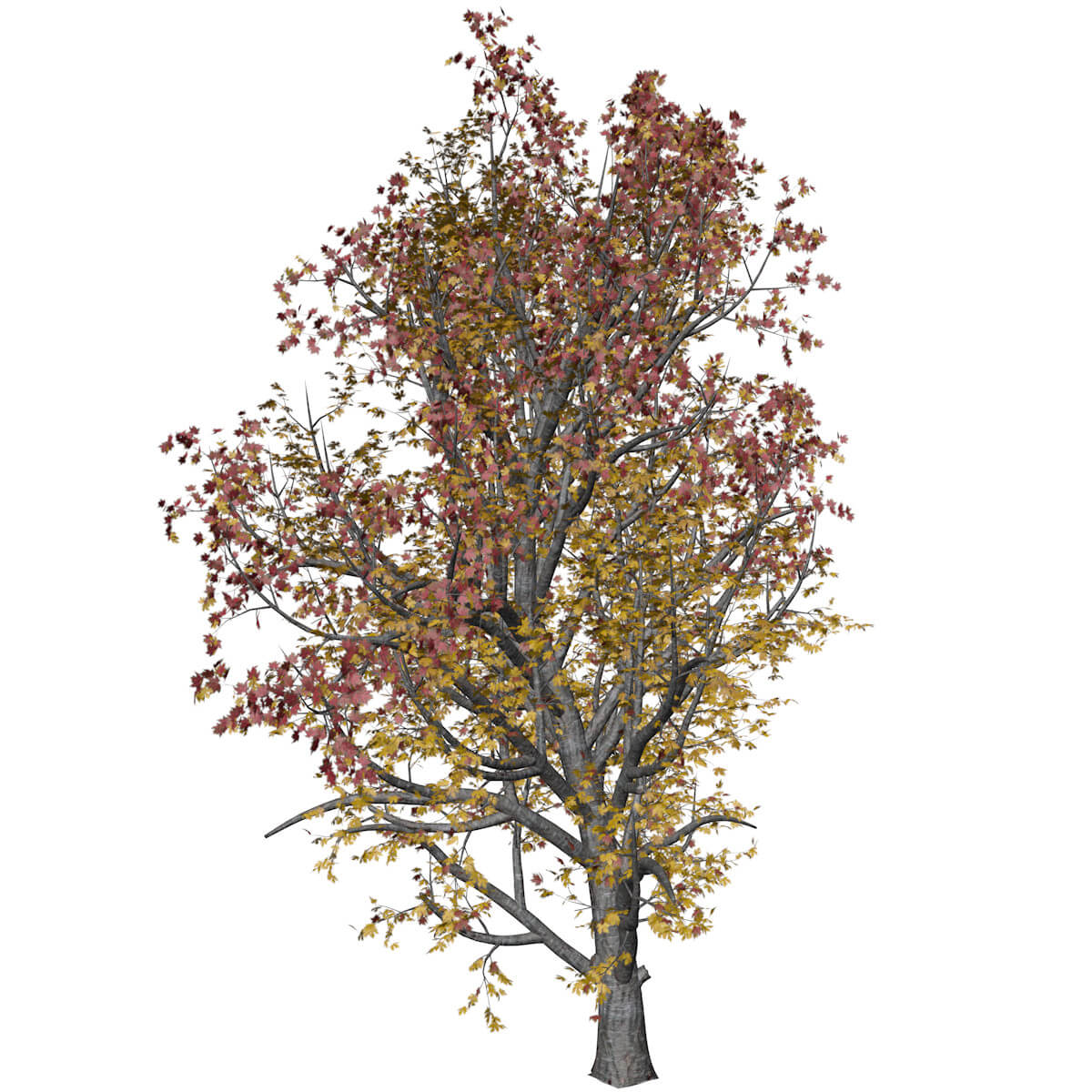 Mountain Maple Tree in The Fall #10 - 3D Model by AntonioKowatsch
