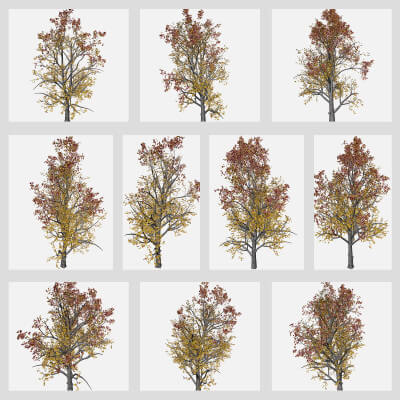 Mountain Maple Trees in The Fall Collection by AntonioKowatsch