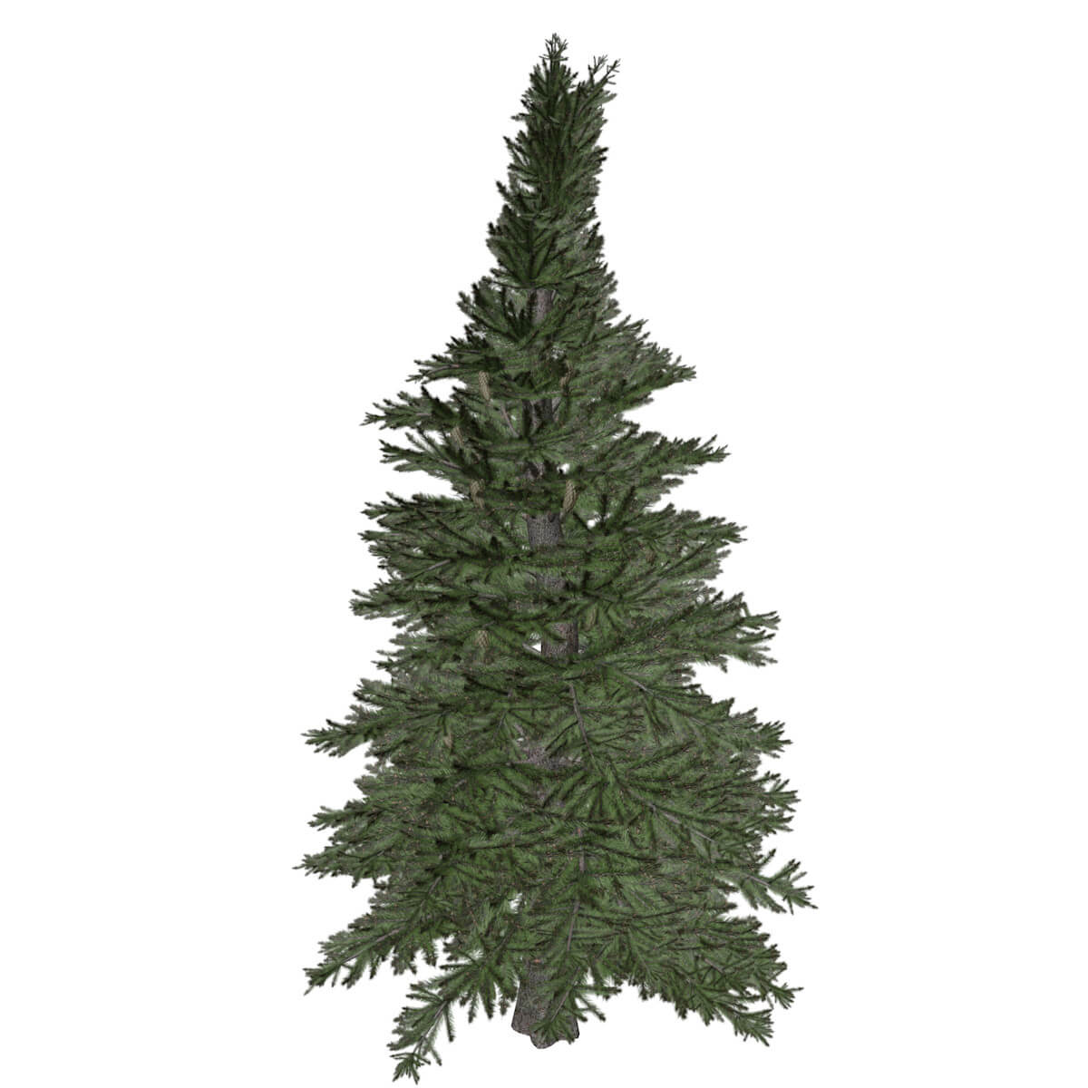 Norway Spruce Tree #01 - 3D Model by AntonioKowatsch