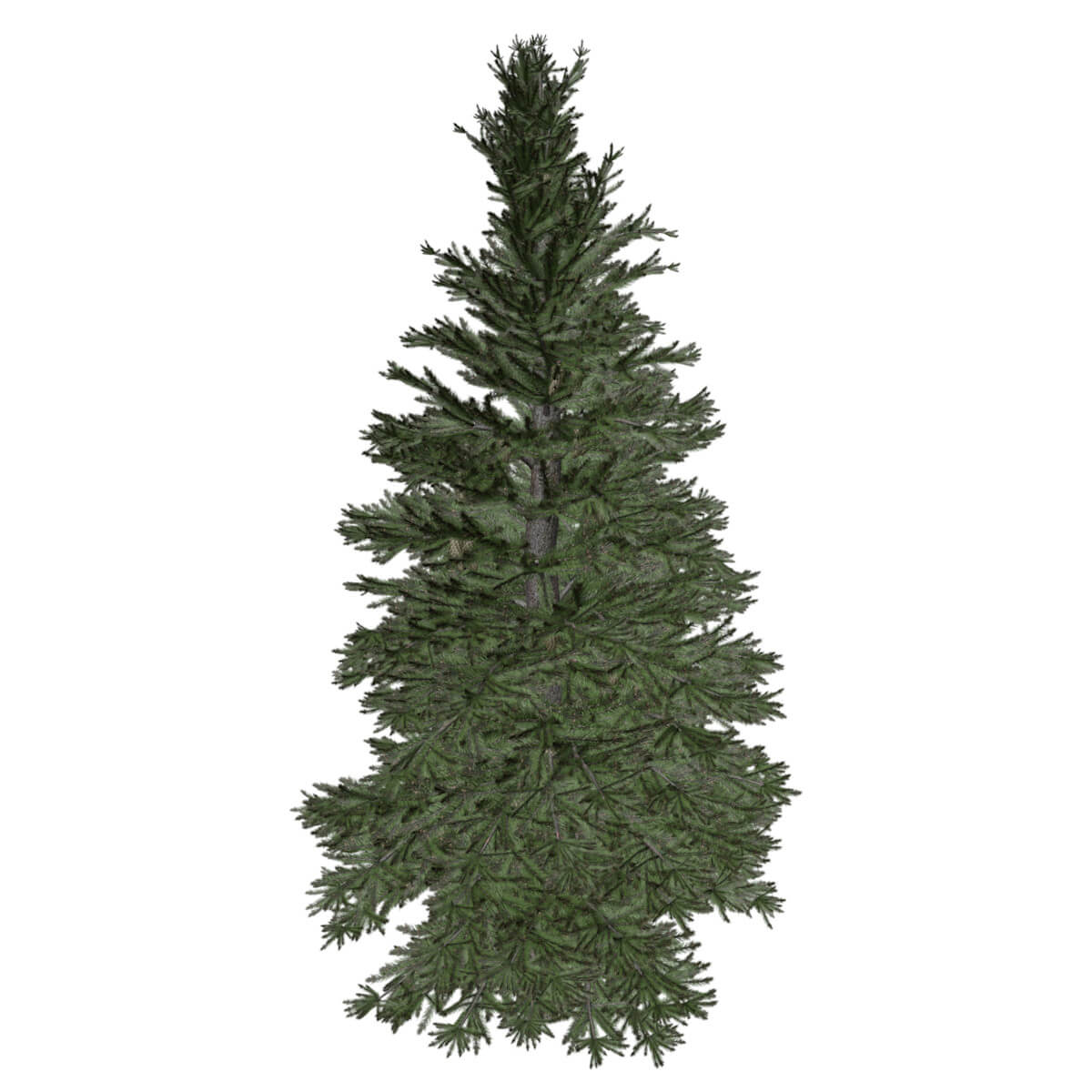Norway Spruce Tree #06 - 3D Model by AntonioKowatsch