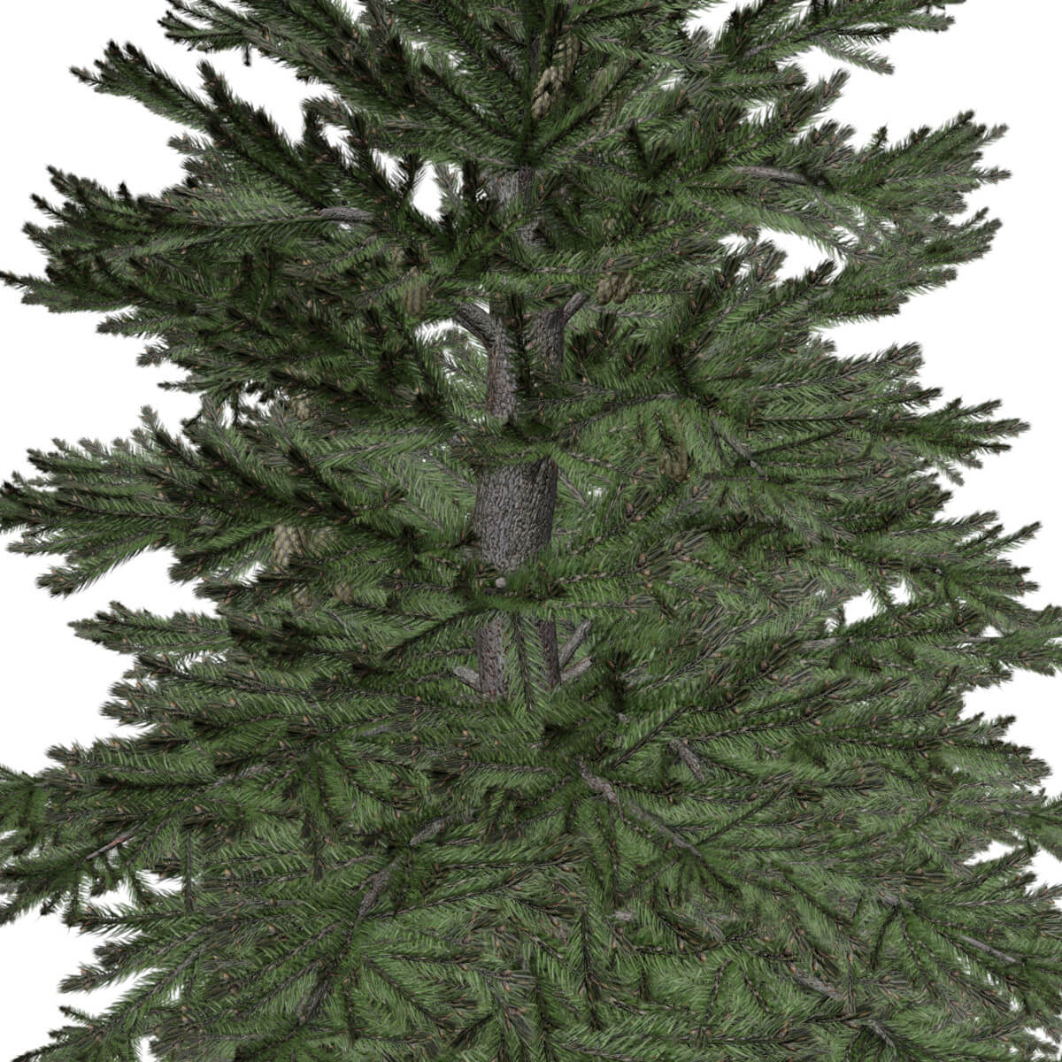 Norway Spruce Tree #06 - 3D Model by AntonioKowatsch