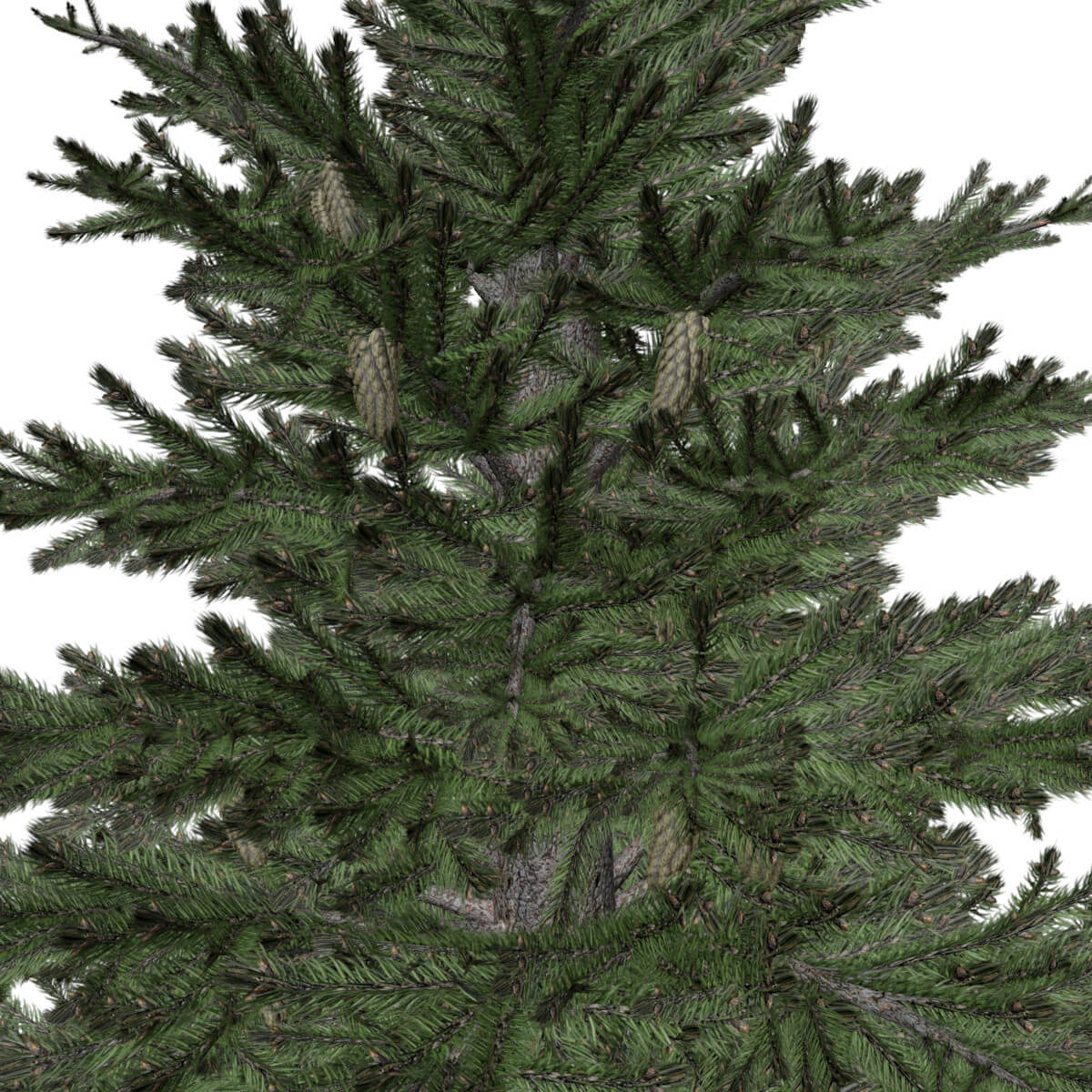 Norway Spruce Tree Collection by AntonioKowatsch