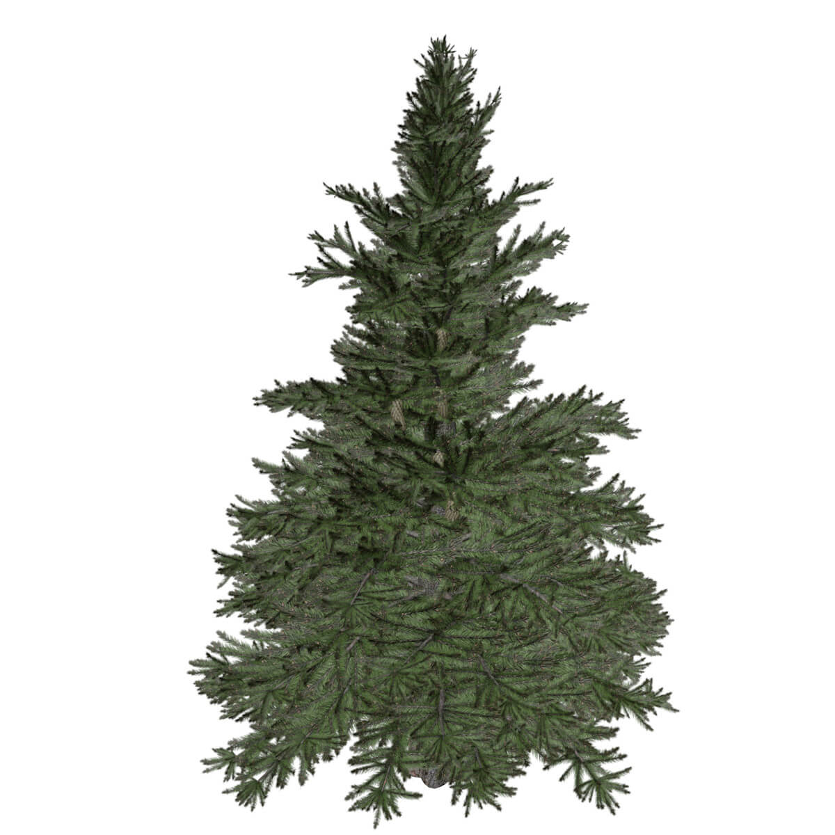 Norway Spruce Tree Collection by AntonioKowatsch