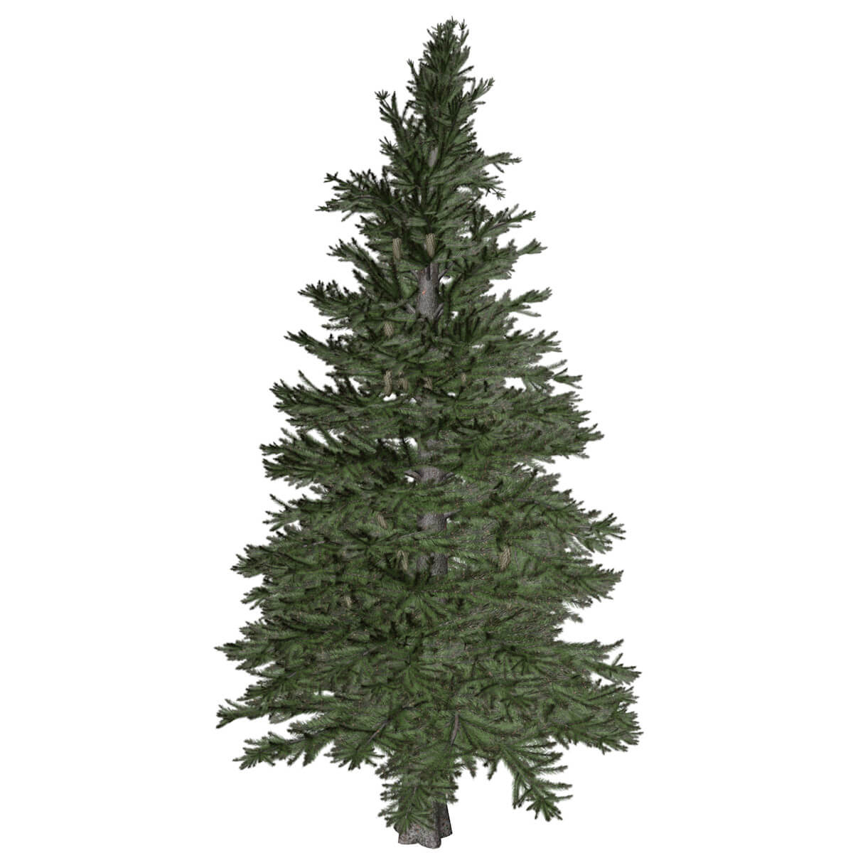 Norway Spruce Tree #10 - 3D Model by AntonioKowatsch