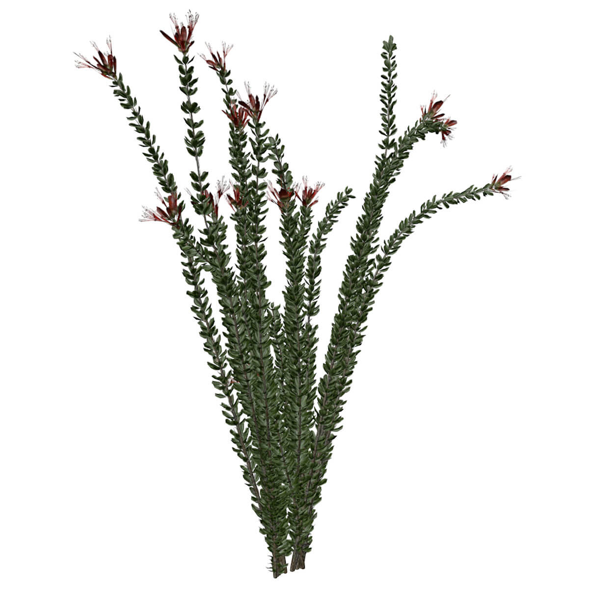 Ocotillo Cactus Drawing