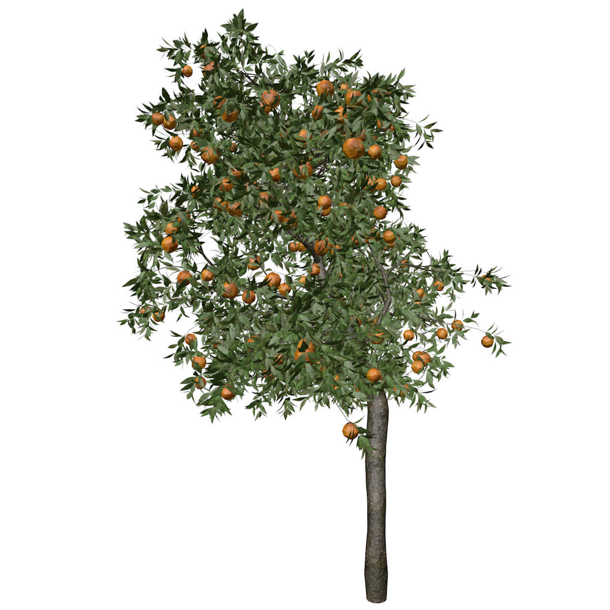 Orange Tree #01 - 3D Model by AntonioKowatsch