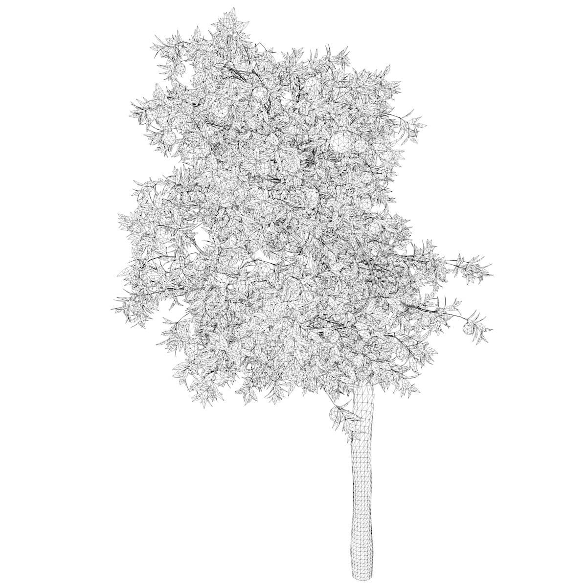 Orange Tree #01 - 3D Model by AntonioKowatsch