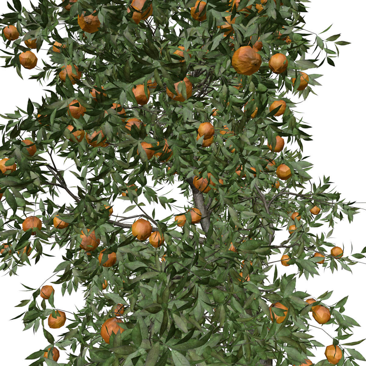 Orange Tree #01 - 3D Model by AntonioKowatsch