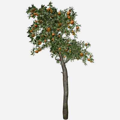 Orange Tree #02 - 3D Model by AntonioKowatsch