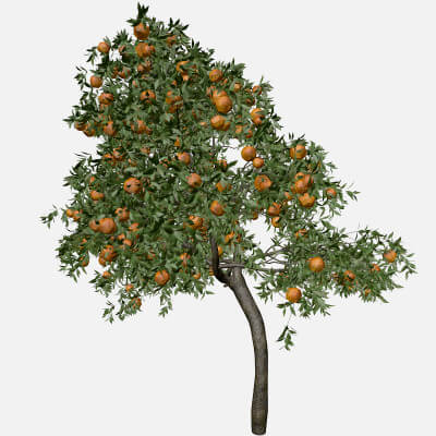 Orange Tree #03 - 3D Model by AntonioKowatsch