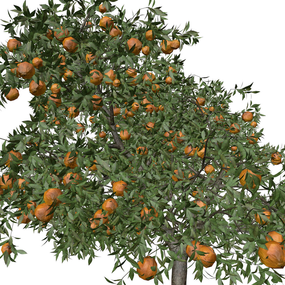 Orange Tree #05 - 3D Model by AntonioKowatsch
