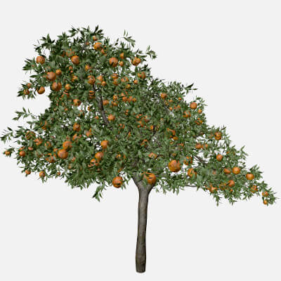 Orange Tree #05 - 3D Model by AntonioKowatsch
