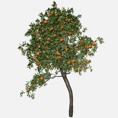 Orange Tree #06 - 3D Model by AntonioKowatsch