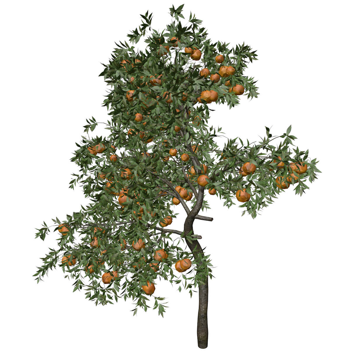 Orange Tree #08 - 3D Model by AntonioKowatsch