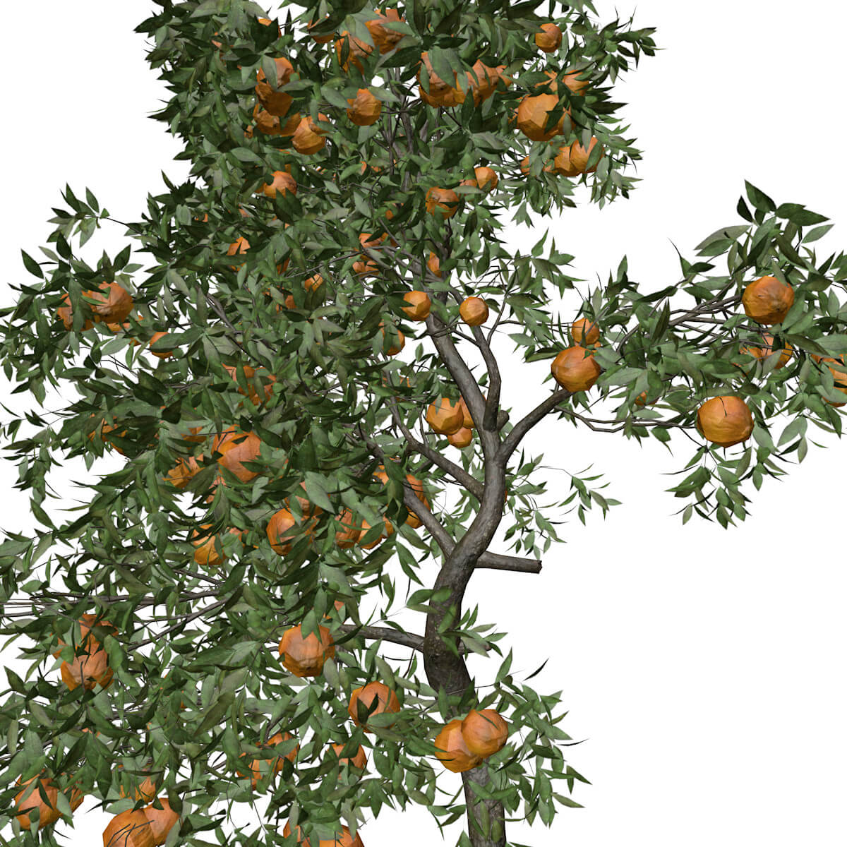 Orange Tree #08 - 3D Model by AntonioKowatsch