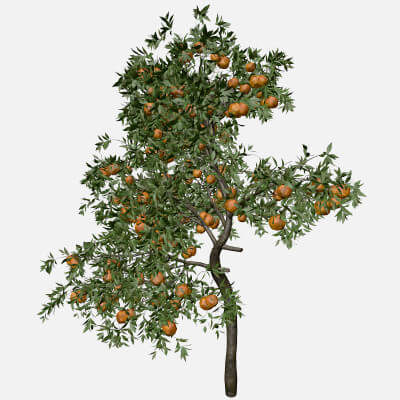 Orange Tree #08 - 3D Model by AntonioKowatsch